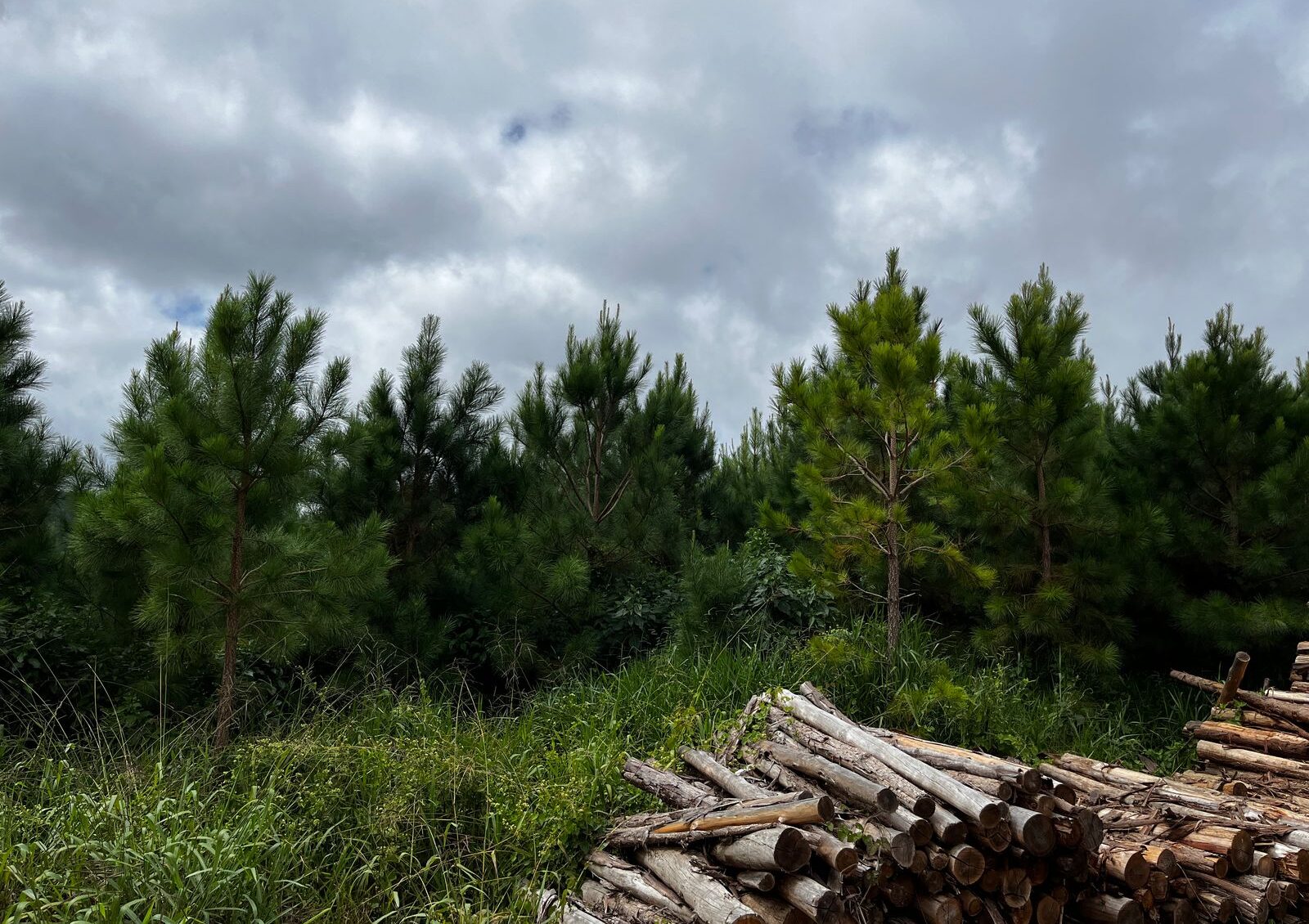 APRE presente na reunião do Funpinus - APRE Florestas