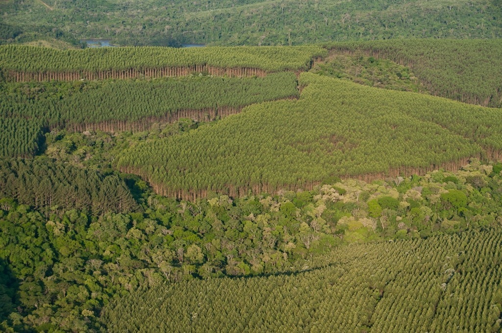 Como grandes players florestais estão utilizando telemetria no Brasil ...